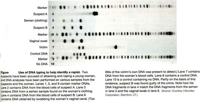 DNA Fingerprinting | Biology Science Fair Project Ideas